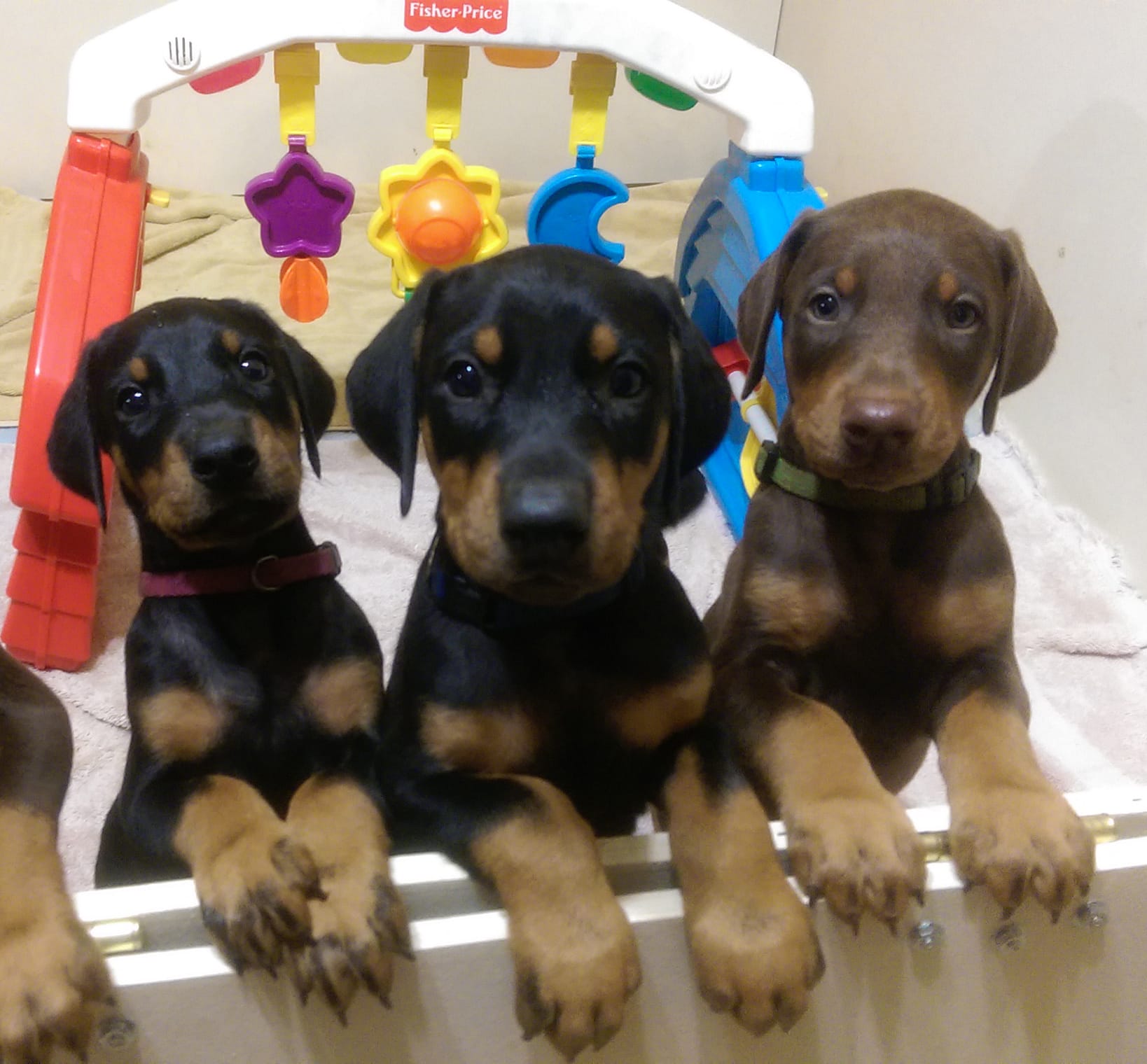 DPCA Futurity and Maturity Program - The Doberman Network